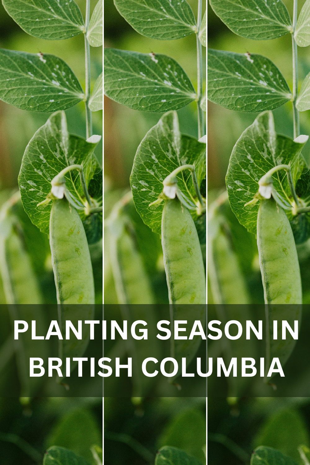 The First Planting Season in Canada 1896 - BC History Diary